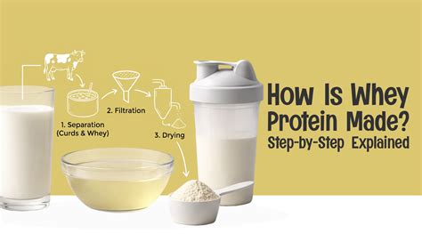 Confused Between Whey Protein And Whey Isolate [2025 Guide] Whey Protein Or Isolate Whats