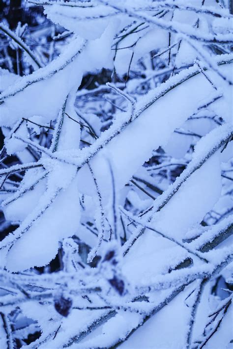 12월 감기 겨울 경치 계절 고요한 공공 장소 공원 깨끗한 나무 날씨 눈 눈 내리는 눈 덮인 눈 층 눈이 내리는 담요 덤불 도시 공원 몹시