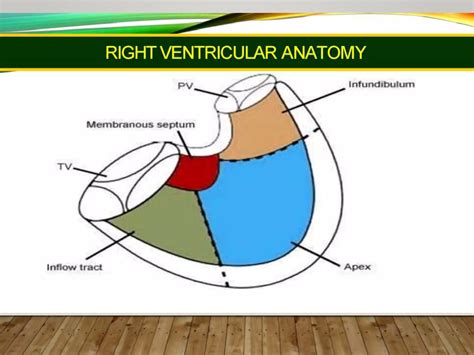 Right Ventricle Anatomy Physiology And Echo Assessment By Dr Vaibhav