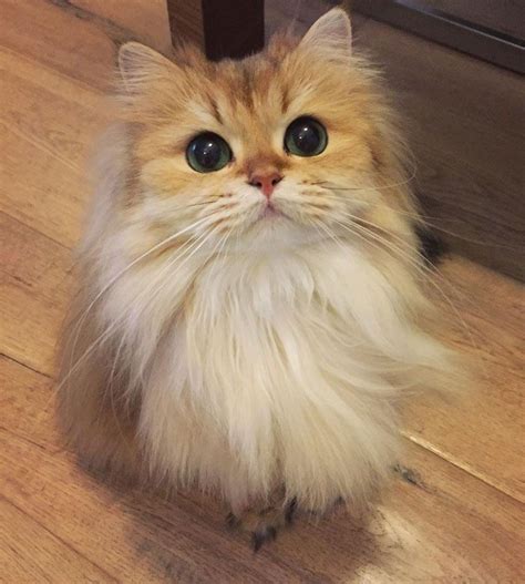 Fluffy Cat Breed 16 Large Cat Breeds Largest Domestic And House Cats