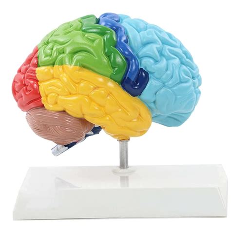 Buy Half Brain Model 1 1 Right Hemisphere Functional Area Anatomy Human Brain Model Human Body