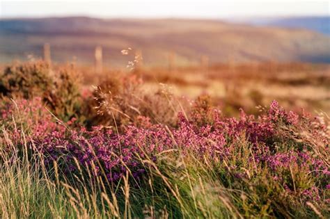 Heather Fields Images Free Download On Freepik