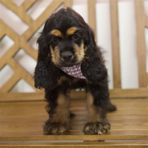 Cocker Spaniel Ridgetop Kennels