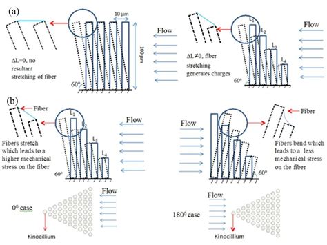 A Schematic Describing The Basic Sensing Principle Of The Biomimetic