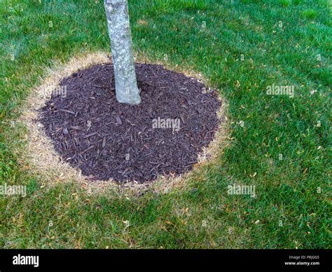 Area Around A Tree Trunk Treated With Weed Killer In A Green Lawn To Kill The Weeds In Early