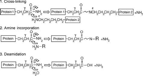 Figure 1 1 From Cellular Functions Of Tissue Transglutaminase Semantic Scholar