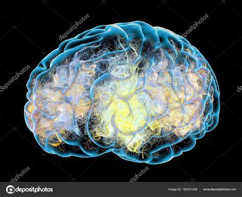 Brain Neurons Synapses Neural Network Circuit Of Neurons