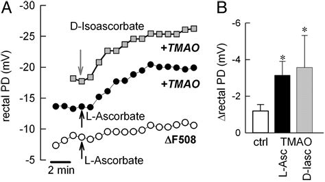 Vitamin C Controls The Cystic Fibrosis Transmembrane Conductance