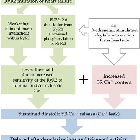 Delayed Dad And Early Afterdepolarization Ead Can Evoke Single Or