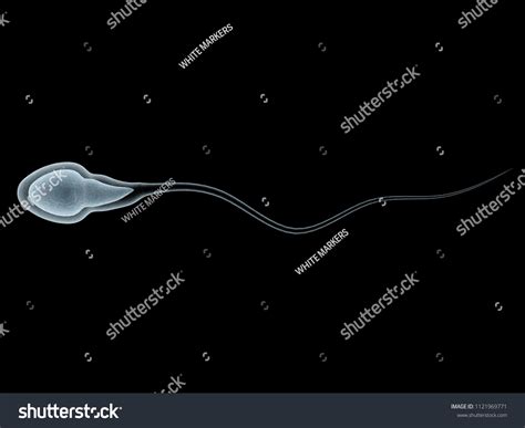 D Illustration Human Sperm Cell Stock Illustration Shutterstock