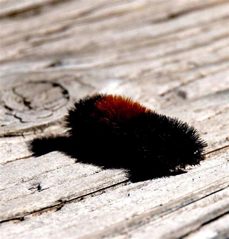 Enhancing Photos With Python Mouse Vs Python