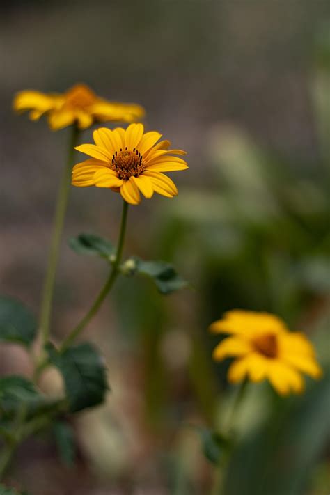 Download Chamomile Flower Plant Royalty Free Stock Illustration Image Pixabay