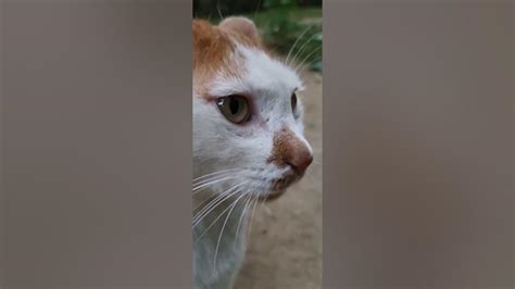 왜 폰보고 입맛을😜 폰이 신기한지 쳐다보며 입맛 다시는건지 메롱인건지 계속 혀를 낼름낼름♡ 야 너무 가까이 오지마 부담스러워😅 Youtube