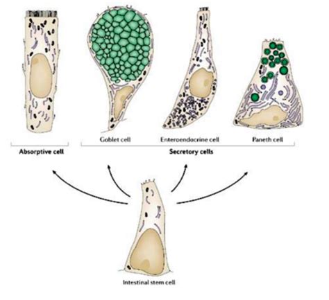 Signalling In Stem Cell Niches Flashcards Quizlet