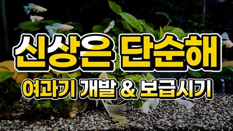 저면부터 스펀지 여과기까지 ｜여과기 개발 및 보급시기 Youtube