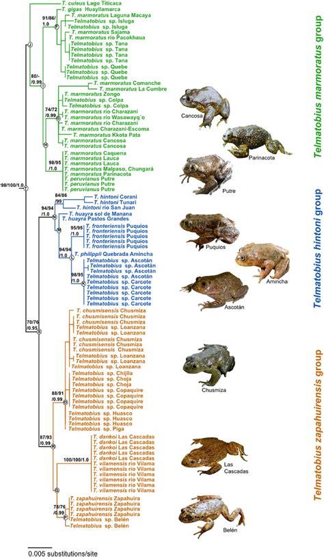 Maximum Likelihood Tree Ln Likelihood 3667 32 Obtained From The Download Scientific Diagram