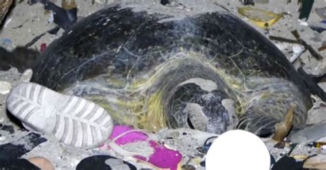 크리스마스 섬의 역설해변 쓰레기 사이에서 알 낳는 바다거북 크리스마스 섬의 역설해변 쓰레기 사이에서 알 낳는 바다거북