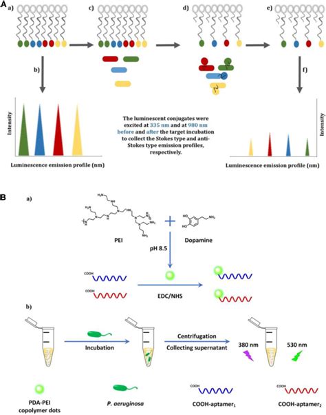Recent Advances In Aptamer Based Biosensors For Detection Of Pseudomonas Aeruginosa Pmc