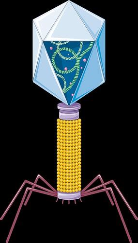 Viruses Flashcards Quizlet