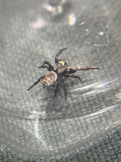 I Found This Jumping Spider In My Basement I Not Sure On The Species