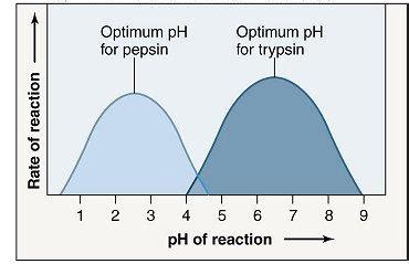 Solved The Graph Below Shows How The Rates Of Two Enzymes