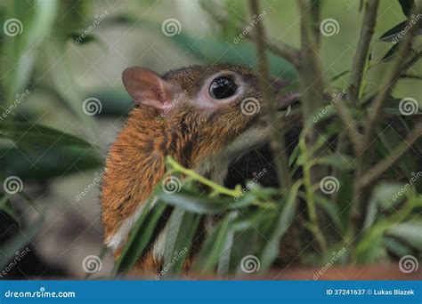 Java Mouse Deer Stock Image Image Of Detail Adult Deer 37241637