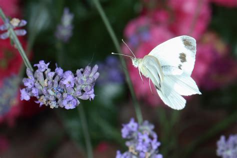 Gallerie Phase Trigger