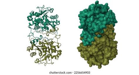Structure 6aminohexanoatedimer Hydrolase 3d Cartoon Gaussian Stock Illustration 2256654903