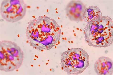Premium Photo Bacteria Neisseria Gonorrhoeae Inside Phagocytes
