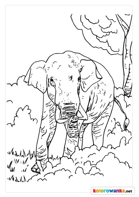 Słoń Arkusz Do Druku Kolorowanki Do Druku