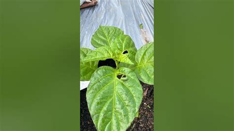 නයි මිරිස් පැල ගම්පහ0762944623 Youtube