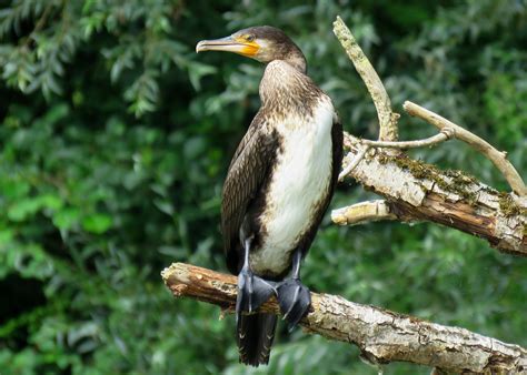Vroege Vogels Foto Vogels Zie Mijn Witte Buik