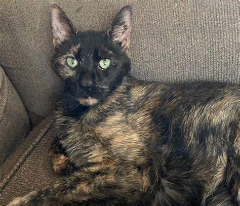 Leeloo Dallas Multipass Age 15 Rseniorkitties