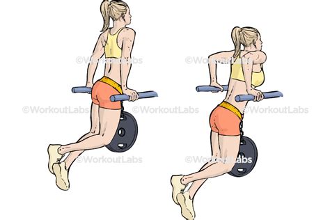 Dips Exercise Muscles Worked