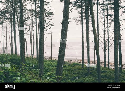 Trees Growing At Ruby Beach Stock Photo Alamy