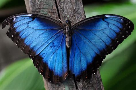 15 Animales Azules Nombres Características Y Fotos