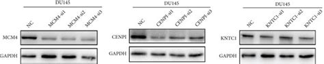 Hub Genes Are Upregulated In The Crpc Cell Line And Promote Cell