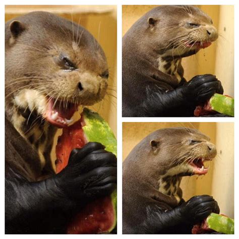 Hateful Otter Blank Template Imgflip