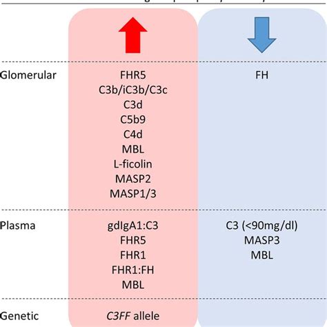 Pdf Complement Activation In Iga Nephropathy