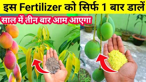 Best Fertilizer For Mango Plant Organic Fertilizer For Mango Tree