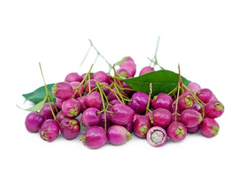 5 Common Lilly Pilly Pests And Diseases The Jungle Collective
