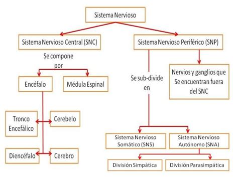Mapa conceptual del sistema nervioso Guía paso a paso