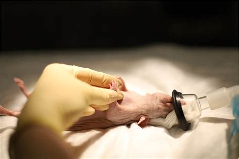 Acute Oral Toxicity Test Pharmacy Research