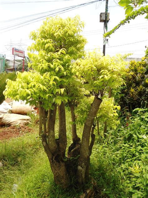 Pusat Rumput Sintetis Taman And Futsal Dan Vertical Garden Sintetis