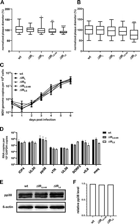 In Vitro Characterization Of The Recombinant Viruses A To C