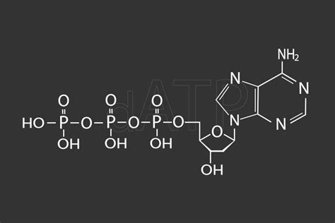 Datp Nucleotide Molecular Skeletal Chemical Formula 37076519 Vector Art
