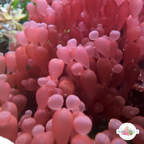 All Macroalgae Mosaicmacros