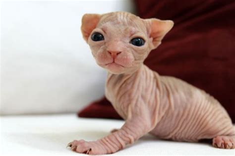 667 Best Images About Chinese Crested And Sphynx On Pinterest Cats