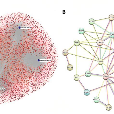 Target Prediction And Protein Association Network Analysis A In Download Scientific Diagram