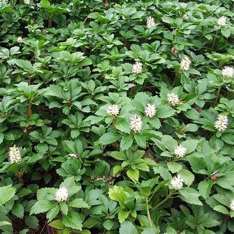 Pachysandra Terminalis Jardinexpress Ca